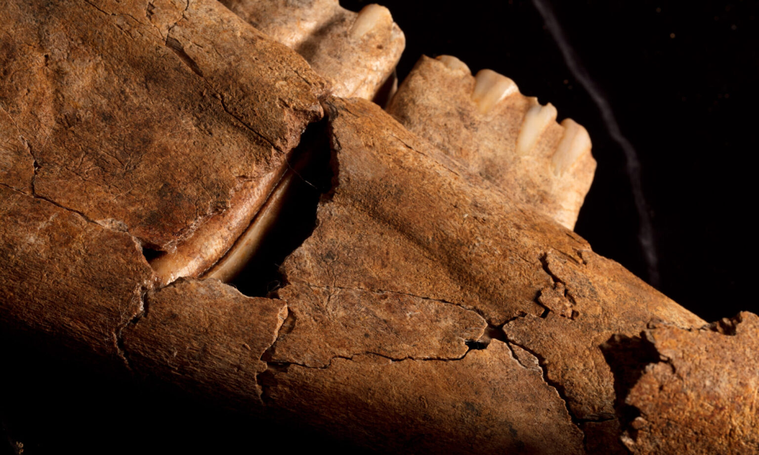 Neandertalczyk i Homo sapiens – Neandertalczyk i Homo sapiens w ...